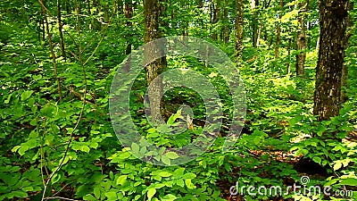 Michigan Upper Peninsula Northwoods Stock Video - Video of landscape ...