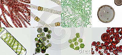 Microalgae Under Microscopic View, Green Algae, Cyanobacteria ...
