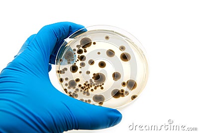 De Bacteriële Groei Op Differentiële Agar-agar Stock Afbeelding - Image ...
