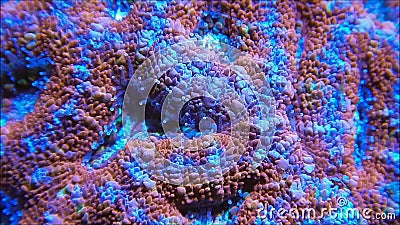 Micromussa Brain Coral Polyps Stock Video - Video of green, animal ...