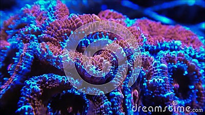Micromussa Brain Coral Polyps Stock Footage - Video of micromussa, acan ...