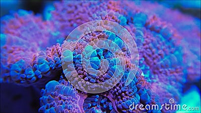 Micromussa Brain Coral Polyps Stock Video - Video of opening, brain ...