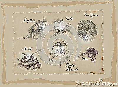 Microorganisms - An Hand Drawn Pack. Freehand Drawing. Cartoon Vector ...