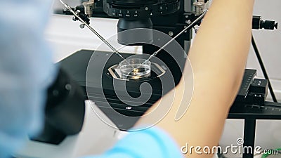 Microscope is Being Regulated during Research. IVF, in Vitro ...