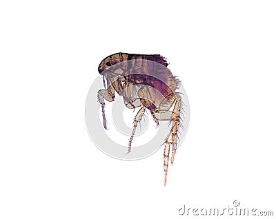 Adult Dog Flea Under Microscope 40x Magnification Stock Photo - Image ...