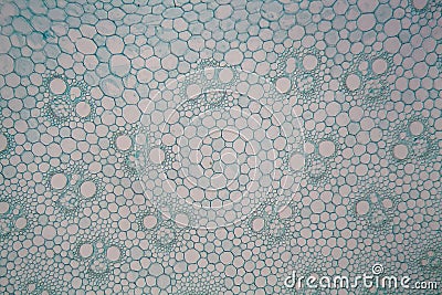 Microscope Photo Of A Bamboo Stem. Stock Image | CartoonDealer.com ...