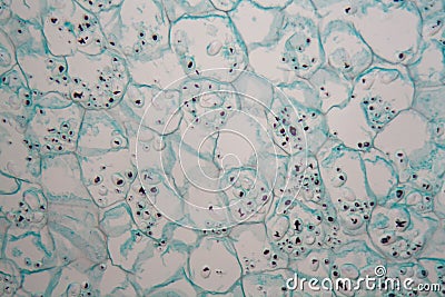 Cells Of The Bark From A Cork Tree. Stock Photography | CartoonDealer ...