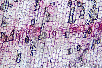 Cork cells stock image. Image of biology, microscope - 171241239
