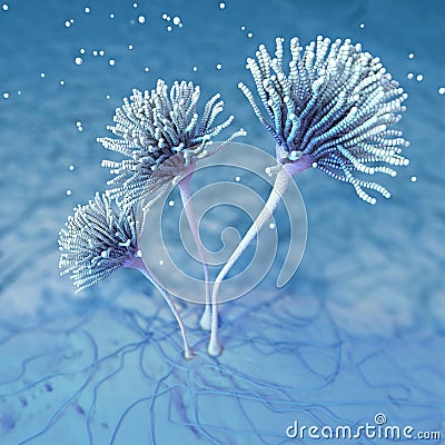 Microscopic Image Of Growing Molds Or Mold Fungus And Spores Royalty ...