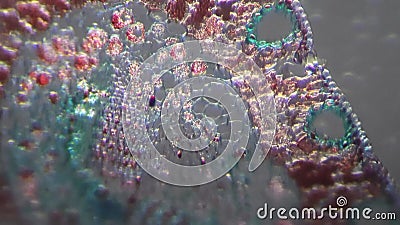 Microscopic Image of Pinus Leaf 200x in Transversal Section Filmed with ...