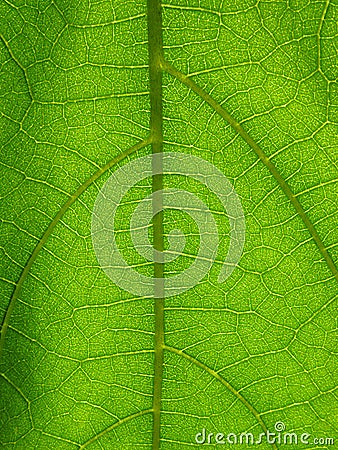 Microscopic Plant Leaf Stock Image - Image: 6261111