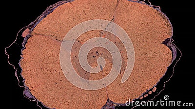 Cross Section Cut Under the Microscope – Microscopic View of Animal ...