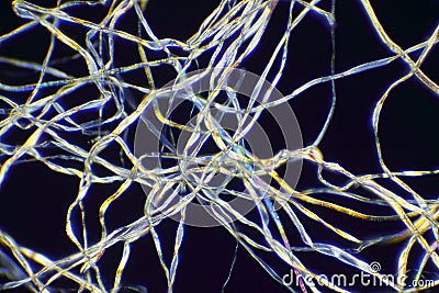 Microscopic View Of A Cotton Fibers Stock Image | CartoonDealer.com ...