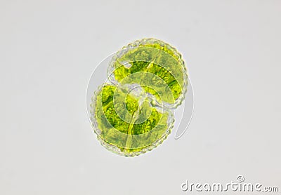Microscopic View Of Green Algae Cosmarium Cell Stock Image ...