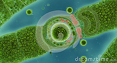 Microscopic View Of Green Algal Cells, Showcasing Their Intricate ...