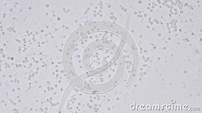 Nematode or roundworm. stock footage. Video of microorganisms - 261522784