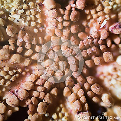 Red Starfish Under The Microscope Stock Image | CartoonDealer.com #99427807
