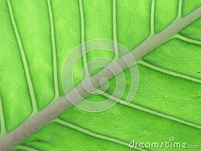 Midrib And Veins Of A Leaf Stock Photo | CartoonDealer.com #82708776