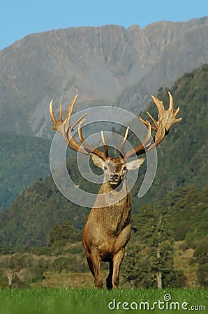 Mighty Stag Stock Image - Image: 2735061