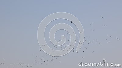 Migration of White Storks. Stork Flock on the Sky Stock Footage - Video ...