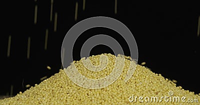 Millet Grains Fall Onto the Rotating Grain Pile. Falling Grain in the ...