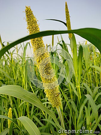 Millets Are A Group Of Highly Variable Small-seeded Grasses, Widely ...