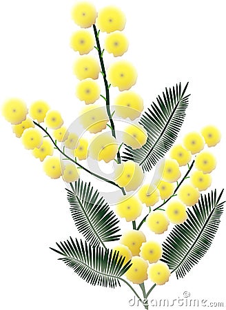Mimosa Vector Illustration | CartoonDealer.com #13160116