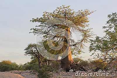 Miniature Baobab Tree Stock Photography | CartoonDealer.com #83094644