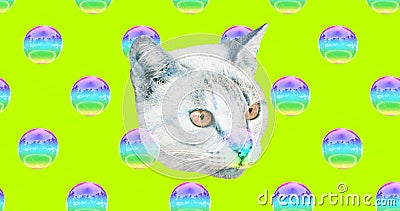 Minimal Animation Gif Art. Funny Kitty Face Stock Video - Video of ...