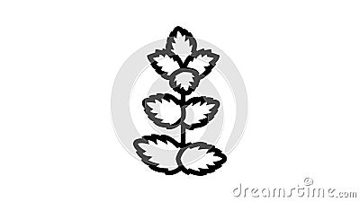 Mint Leaf Line Icon Animation Stock Footage - Video of autumn, mint ...
