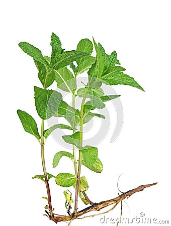 Mint Tree Royalty Free Stock Photography - Image: 32391267