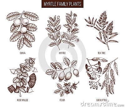 Vintage Collection Of Myrtle Family Plants Illustrations. Hand Drawn ...