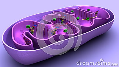 Mitochondria Or Membrane Bound Cell Organelles 3d Illustration Stock ...