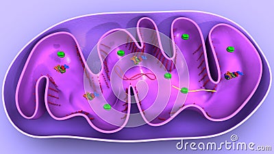 Mitochondria Or Membrane Bound Cell Organelles 3d Illustration Stock ...
