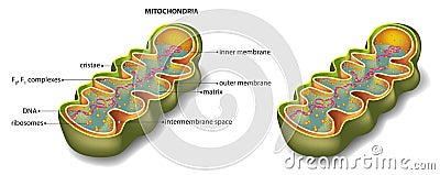 Mitochondria Cartoon Vector | CartoonDealer.com #70961539