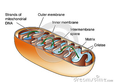 Mitocondrias Imágenes de archivo libres de regalías - Imagen: 14218389