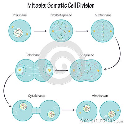 Mitosis Phases Somatic Cell Division Science Graphic Cartoon Vector ...