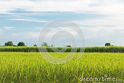 Mixed Farming Rice Paddy With Sugar Cane, Rice Royalty-Free Stock Image ...