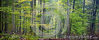 Mixed Forest Stock Images - Image: 29510284