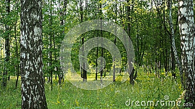 Within The Mixed Forest, Sunset, Temperate Continental Climate Zone Of ...