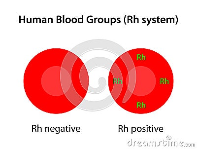 Human Blood Groups, Rh System Cartoon Vector | CartoonDealer.com #280675907