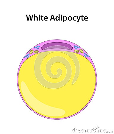 White Adipocyte (White Fat Cell). Cartoon Vector | CartoonDealer.com ...