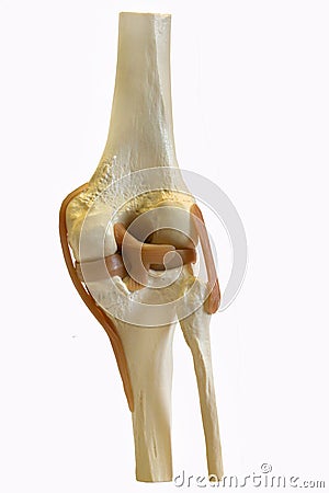 Model Knee Stock Images - Image: 7265434