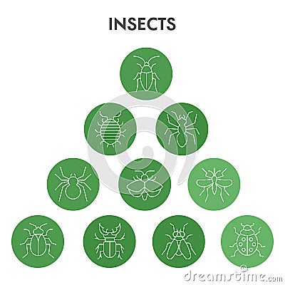 Modern Insects Infographic Design Template. Pest Control Infographic ...