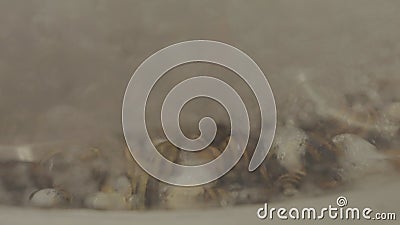 The Modern Method of Snail Extraction of Mucin. Snails in Cosmetology ...