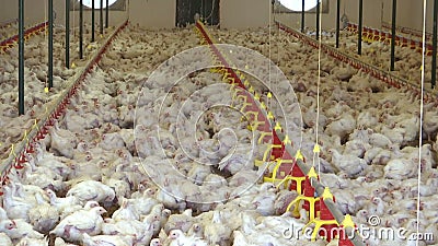 Modern Poultry Farm stock video. Video of broiler, caring - 158210889