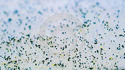 Mold Growth. Fungi Growing on Food Time Lapse Stock Video - Video of ...