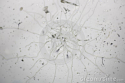 Mycelium stock image. Image of mold, biology, rotten - 103171395