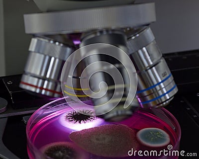 Mold Science Royalty Free Stock Images - Image: 16475319
