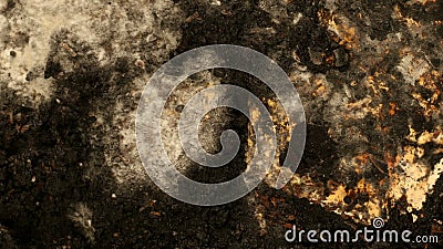 Mold Time-lapse stock footage. Video of concept, grow - 52493562